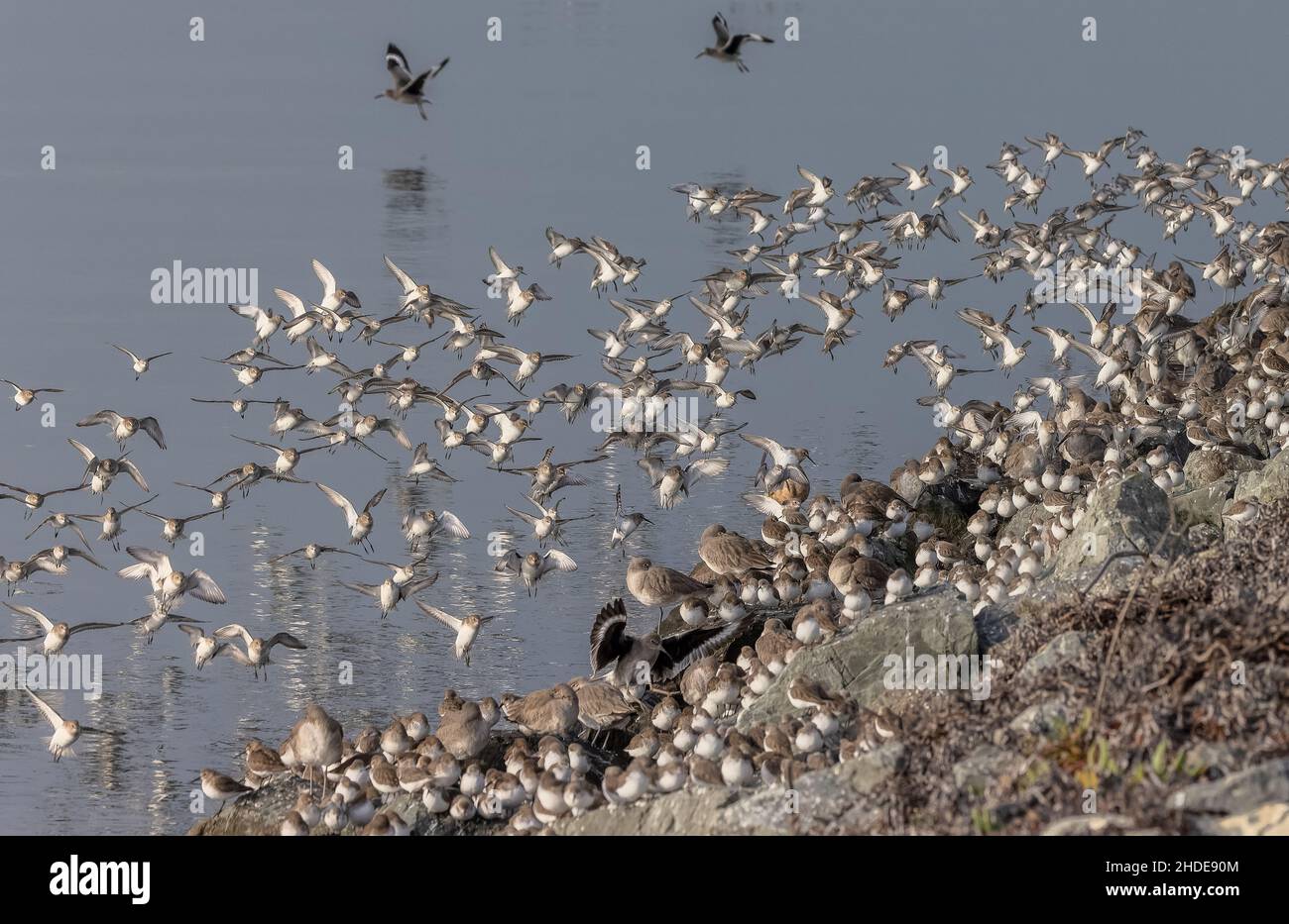 Mixed wader flock of Dunlin and Western sandpiper, in flight in winter ...