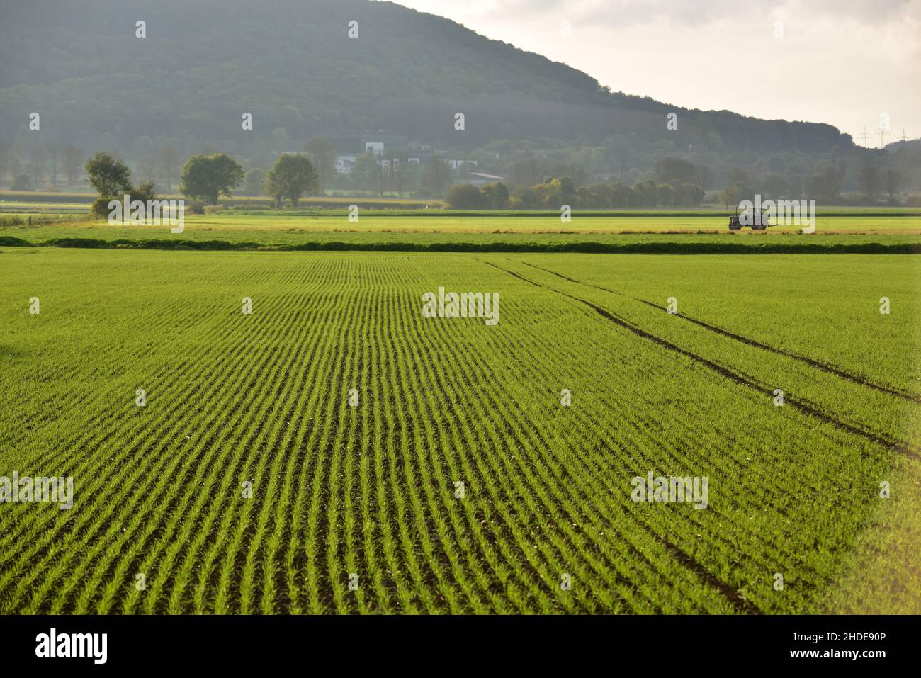 Autumn in Deister ,Germany Stock Photo - Alamy