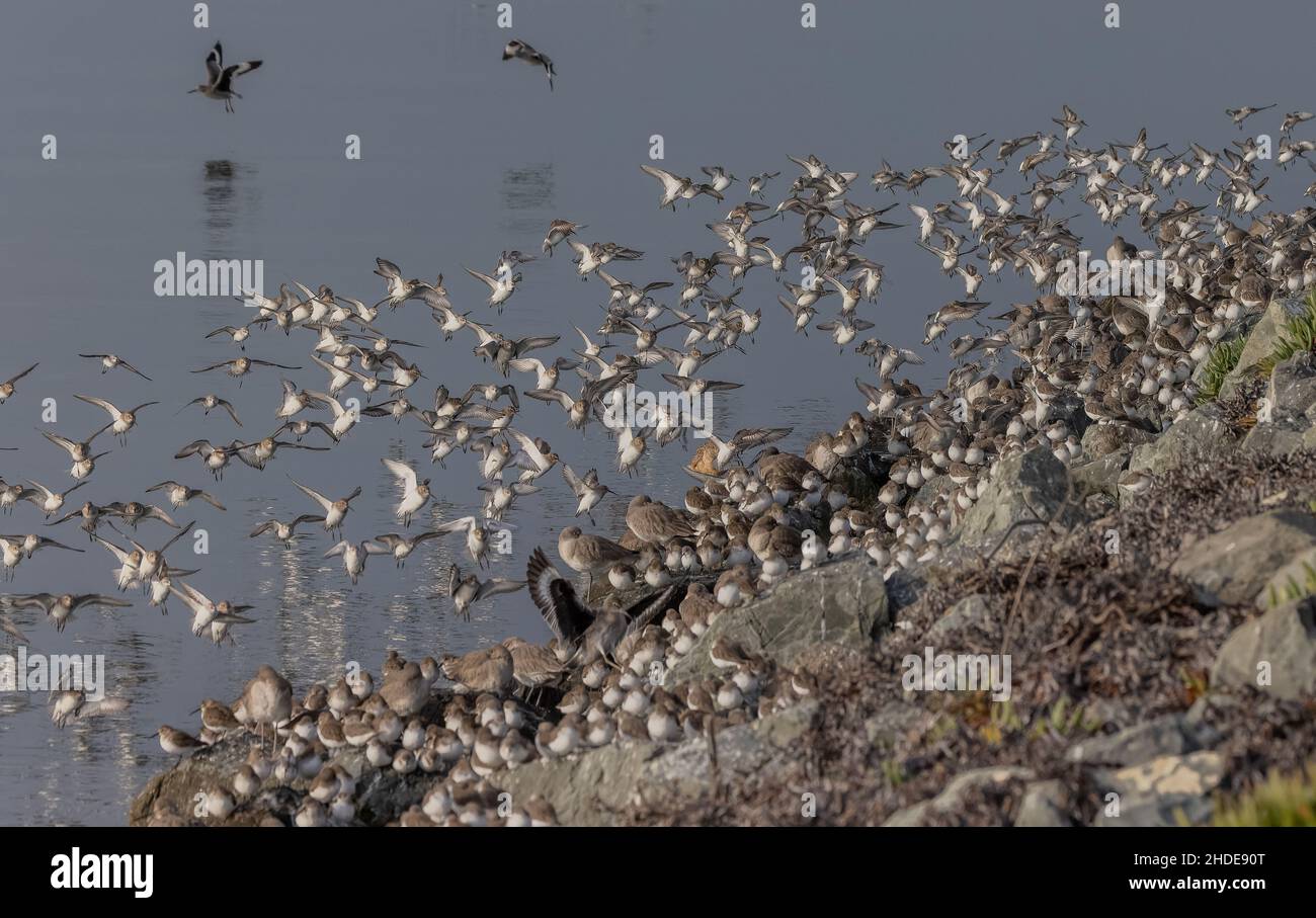 Mixed wader flock of Dunlin and Western sandpiper, in flight in winter ...