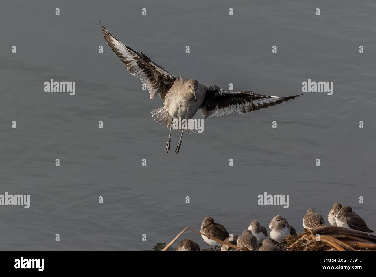 Willet, Tringa semipalmata, in flight, coming in to high tide roost ...