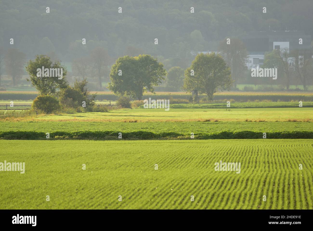 Autumn in Deister ,Germany Stock Photo - Alamy