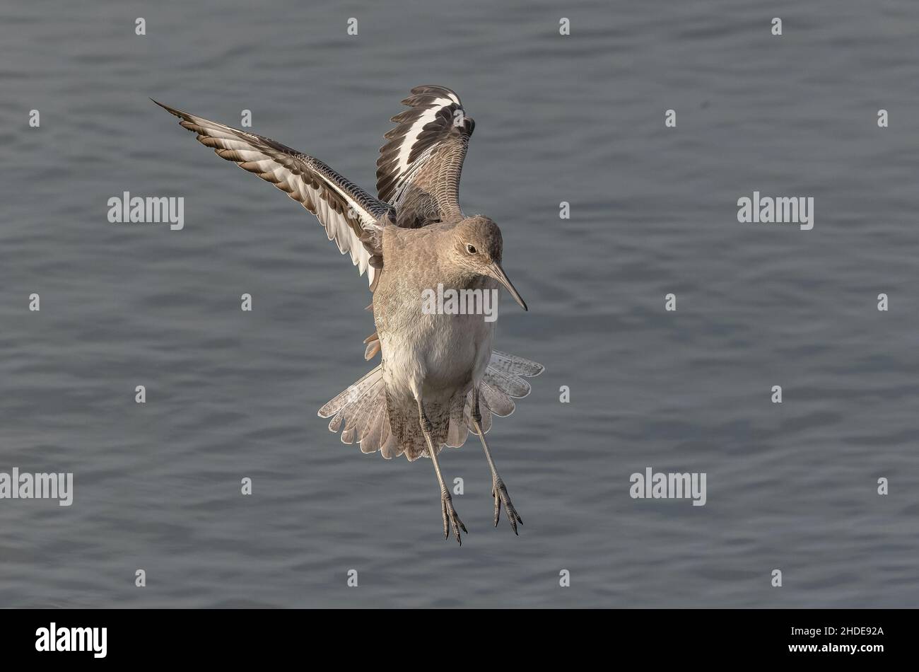 Willet, Tringa semipalmata, in flight, coming in to high tide roost ...
