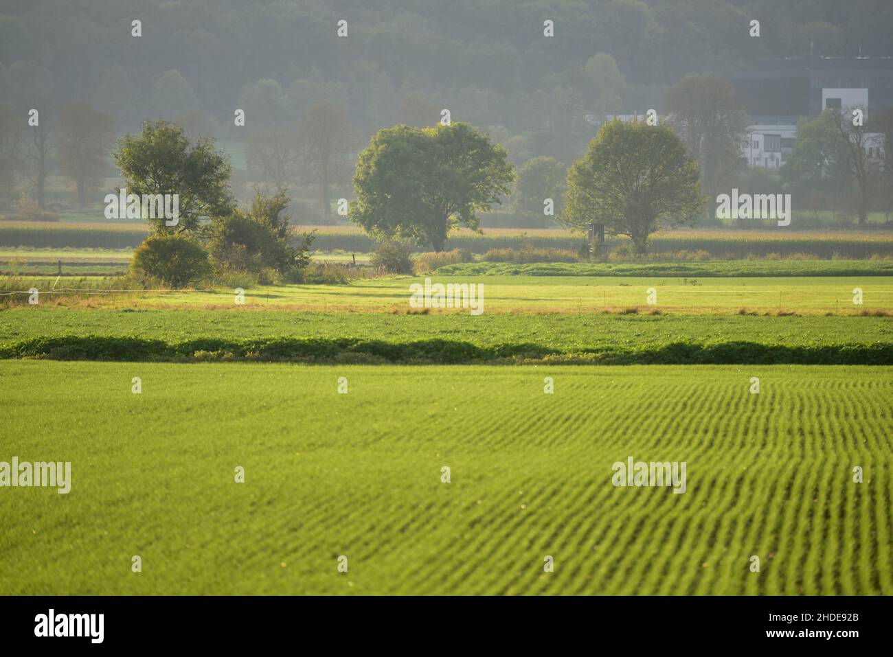 Autumn in Deister ,Germany Stock Photo - Alamy