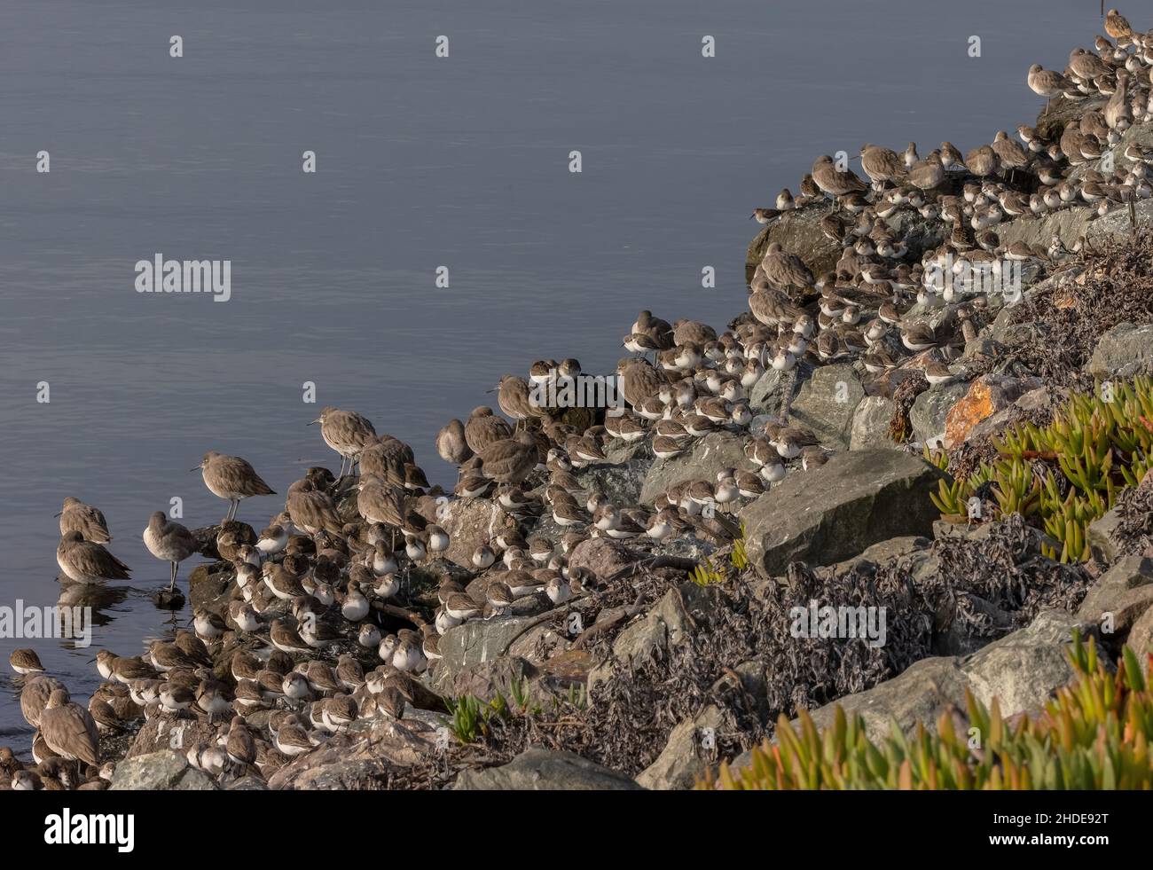Mixed wader flock of Dunlin and Western sandpiper, and other waders at ...