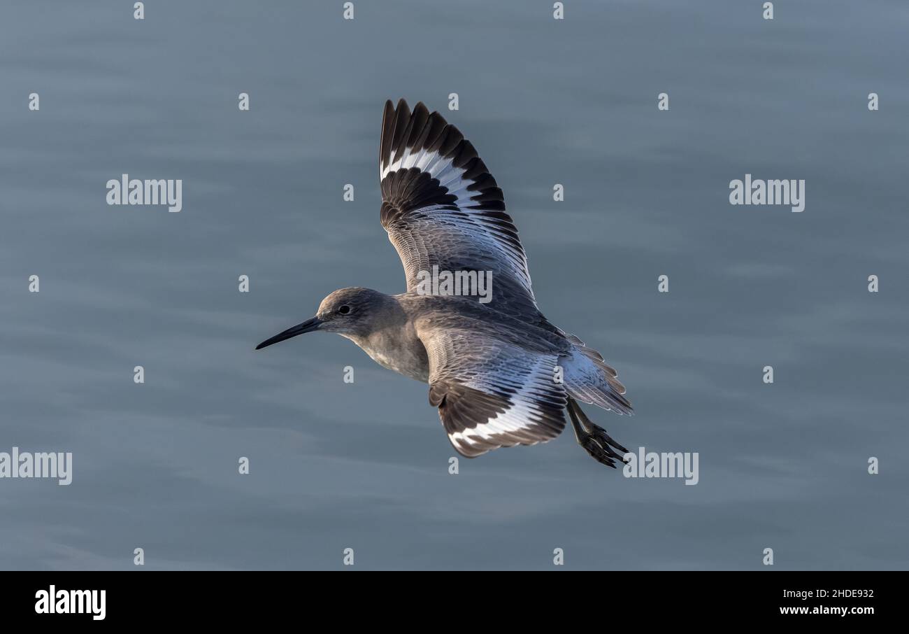 Willet, Tringa semipalmata, in flight, coming in to high tide roost ...