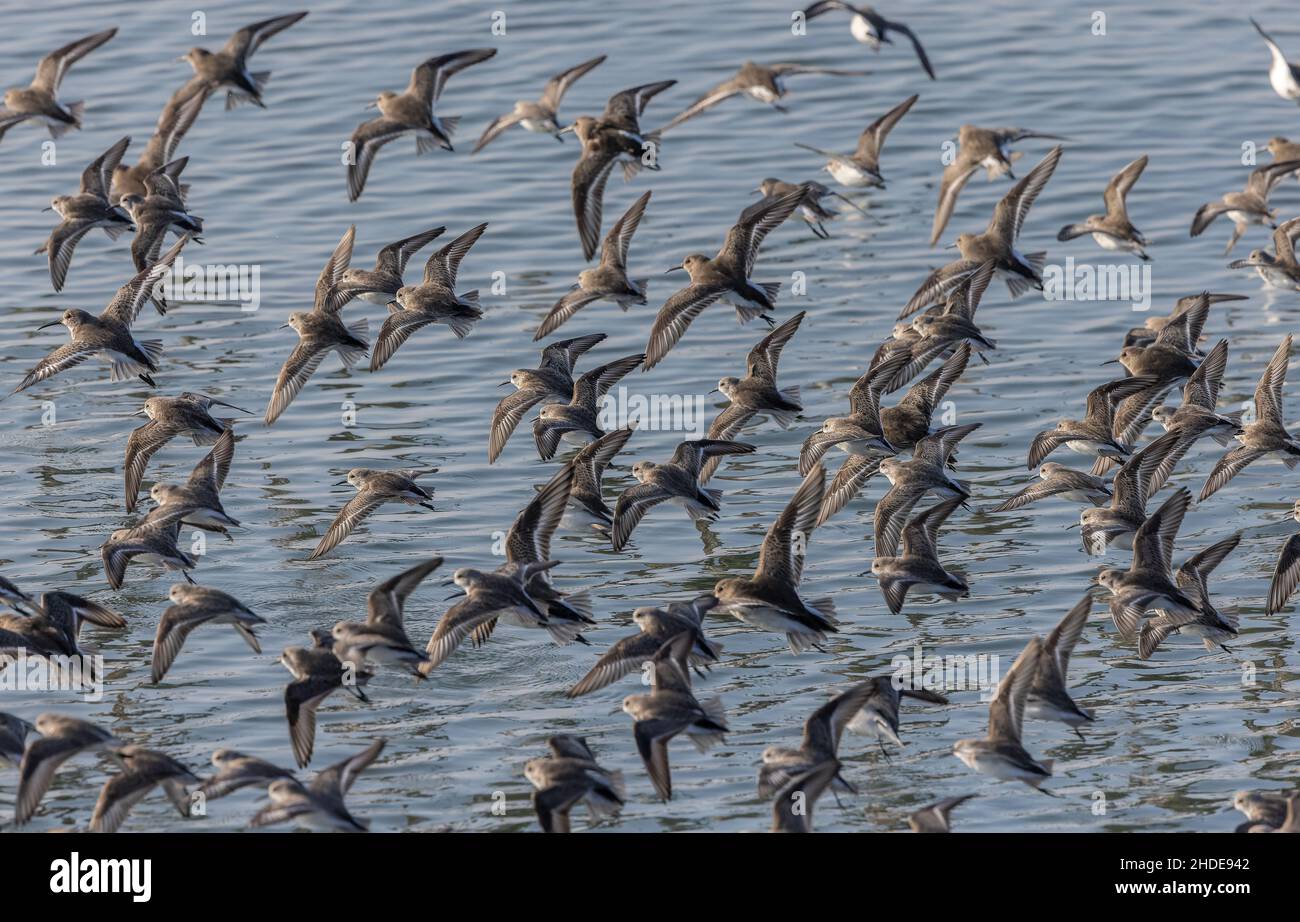 Part of a mixed wader flock, mainly Western Sandpipers and Dunlins, in ...