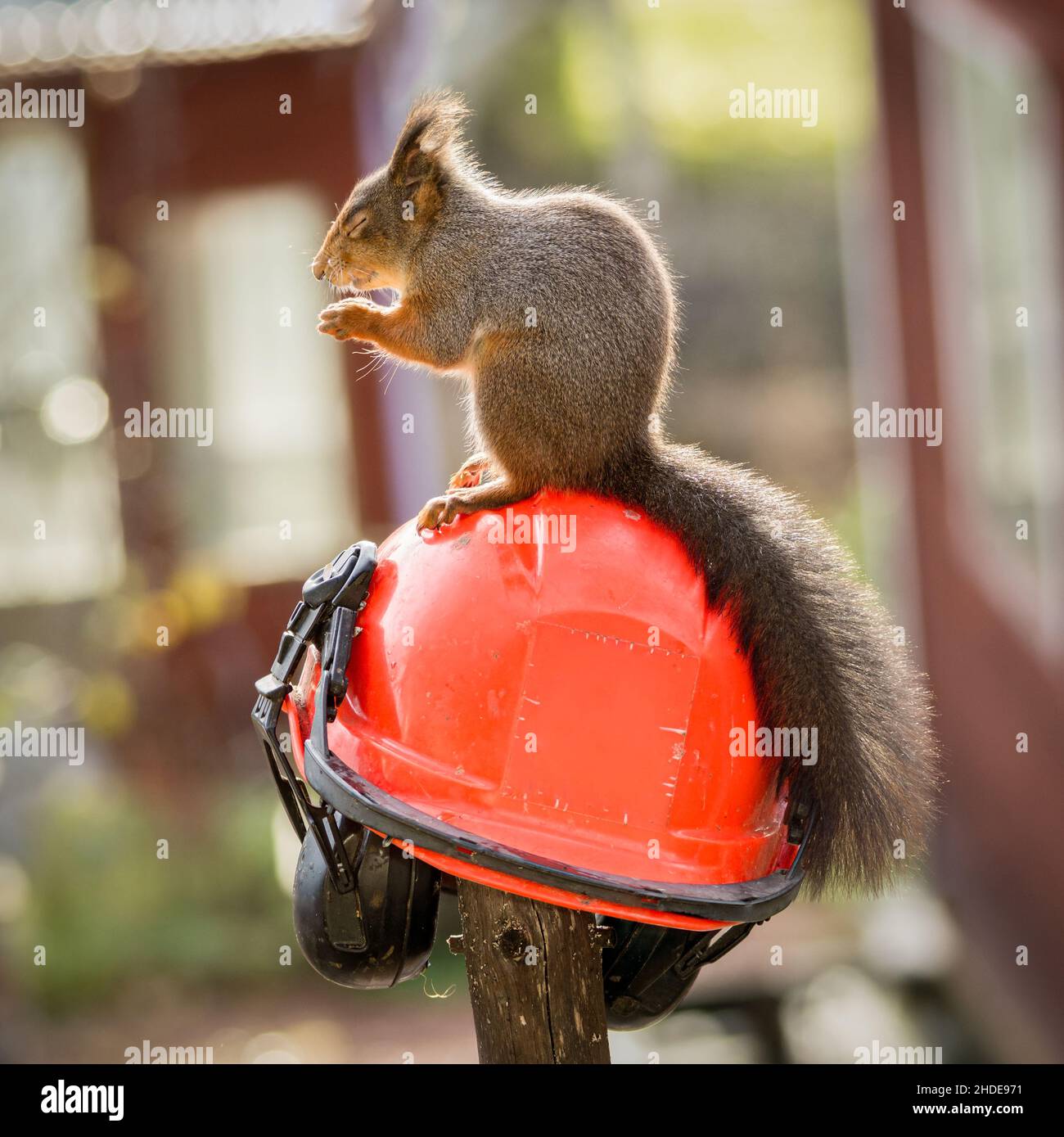 squirrel standing on red helmet with headphone with closed eyes Stock ...