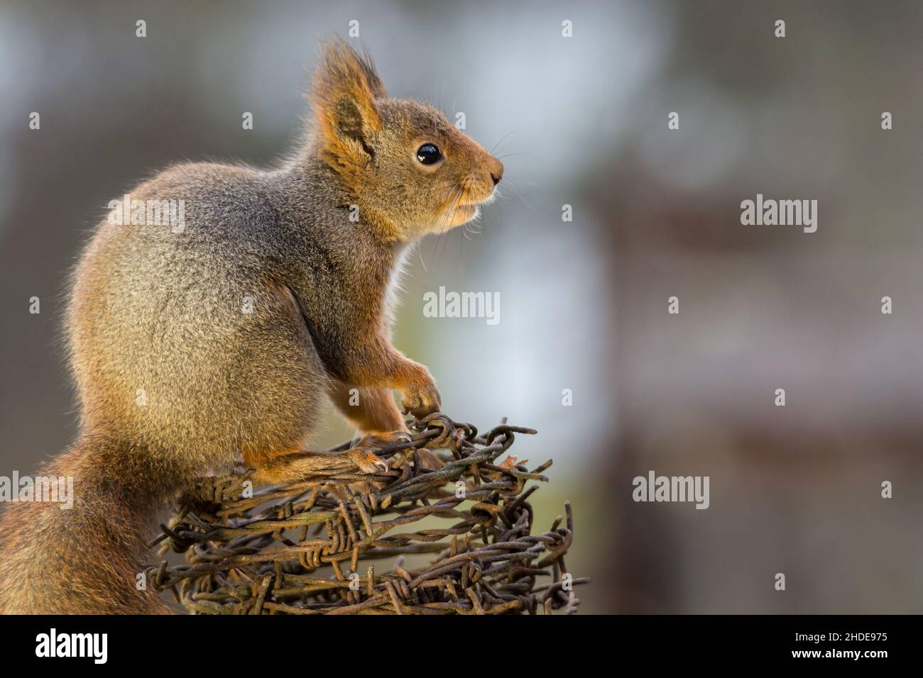 Squirrel on wire hi-res stock photography and images - Alamy