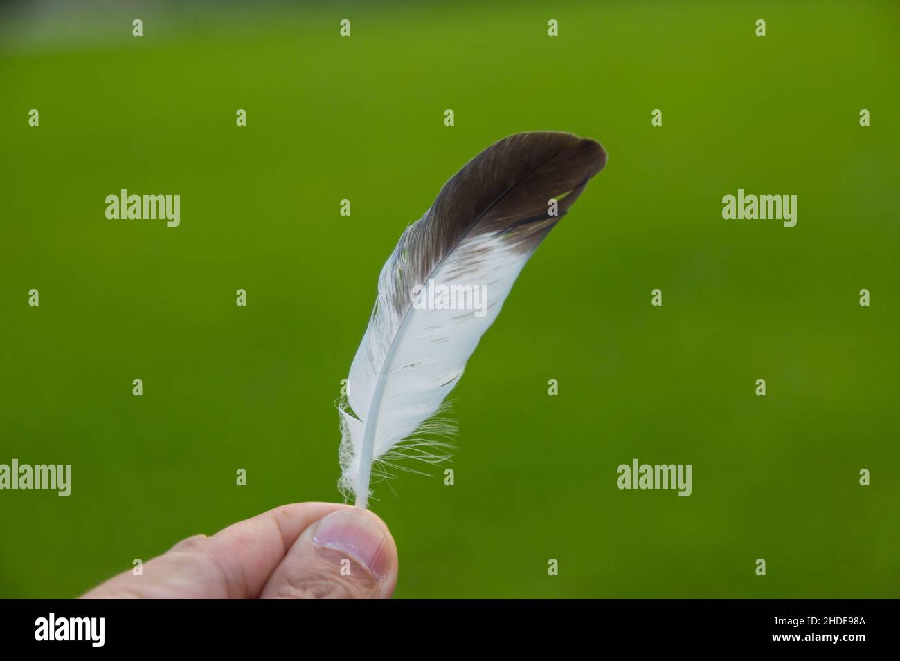 Hand holding a feather in front of green natural background Stock Photo ...