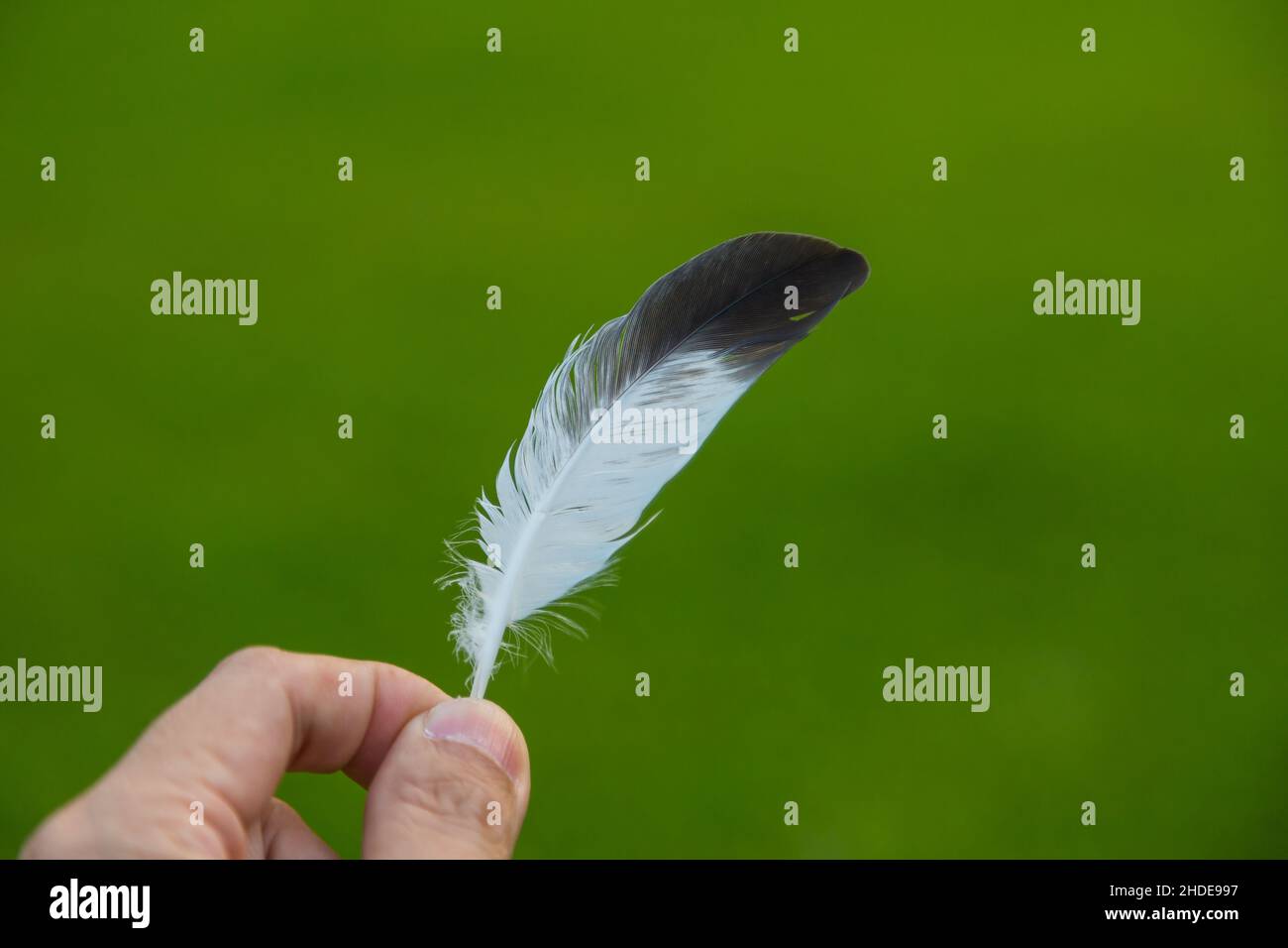 Hand holding a feather in front of green natural background Stock Photo ...