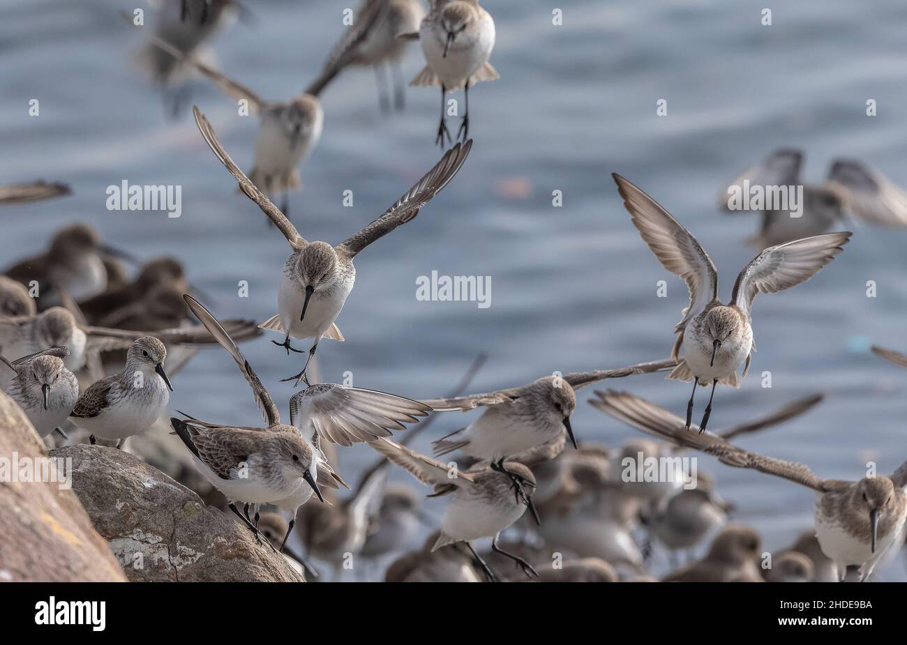 Part of a mixed wader flock, mainly Western Sandpipers and Dunlins, in ...