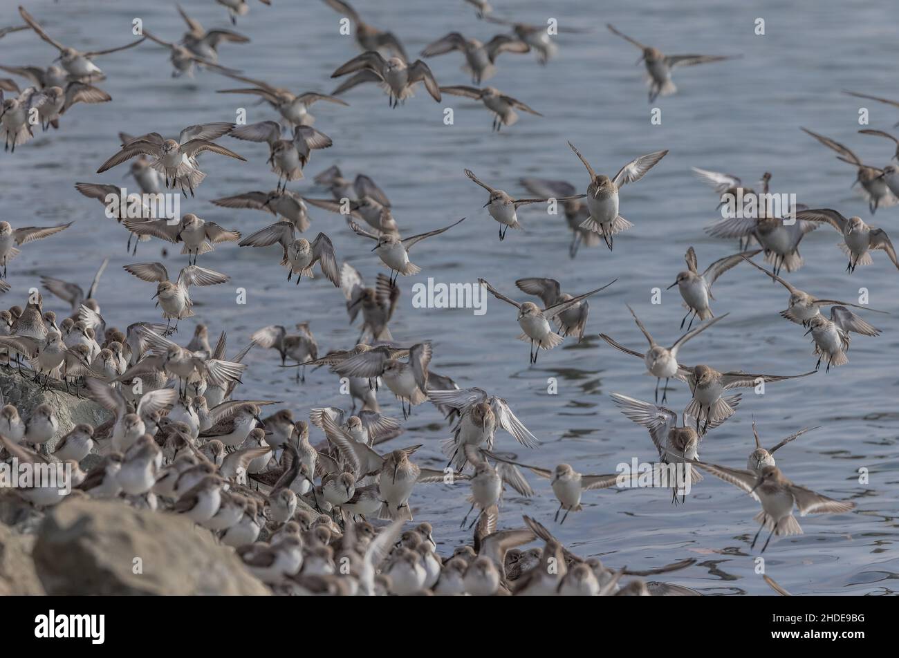 Western sandpipers in flight hi-res stock photography and images - Alamy