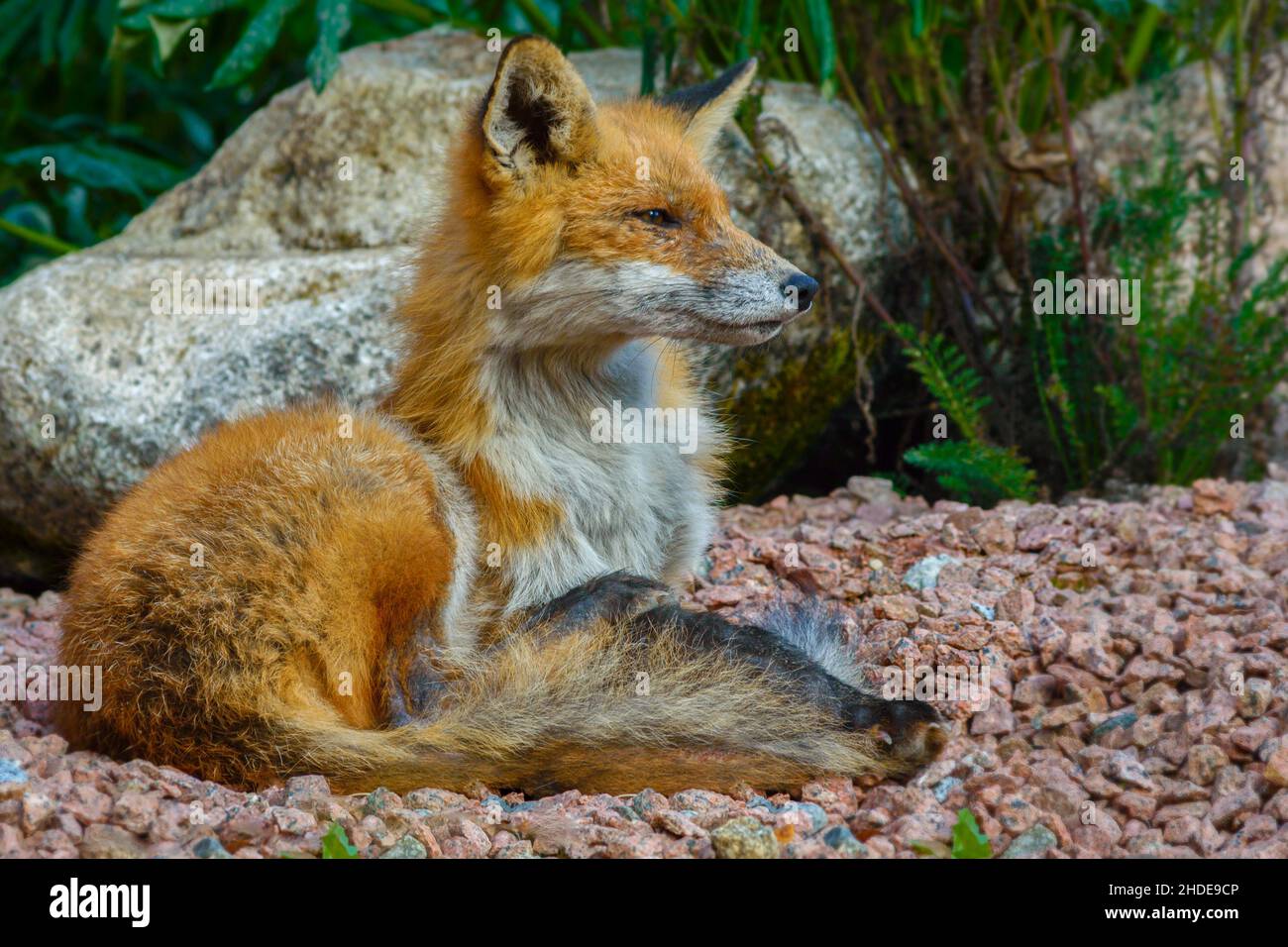 Red fox animal close up profile of eye hi-res stock photography and ...