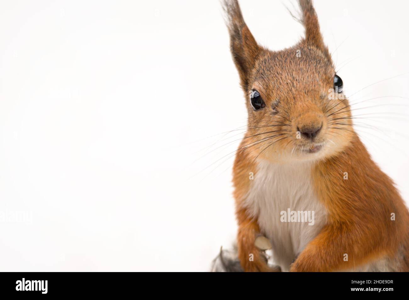 Funny squirrel looking camera hi-res stock photography and images - Alamy