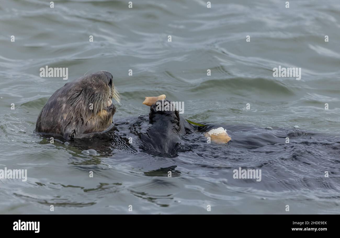 Sea otter, Enhydra lutris, eating clam caught in muddy estuarine water ...