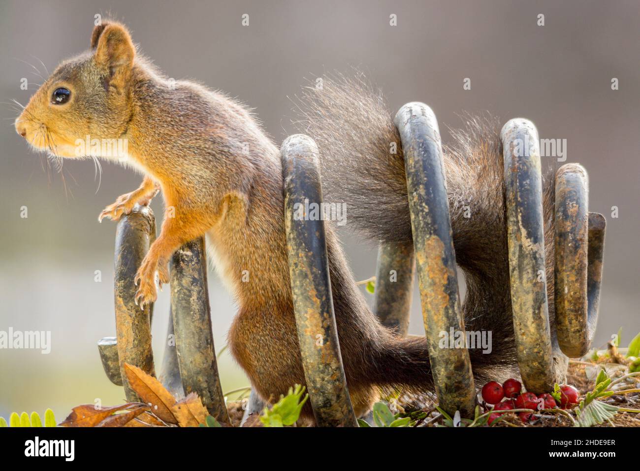 squirrel standing on moss with berries and ferns inside a spiral of ...