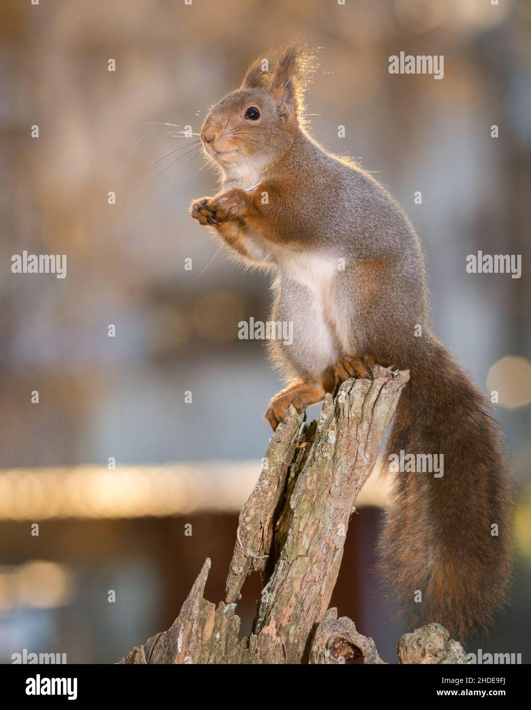 Squirrel on its back legs hi-res stock photography and images - Alamy