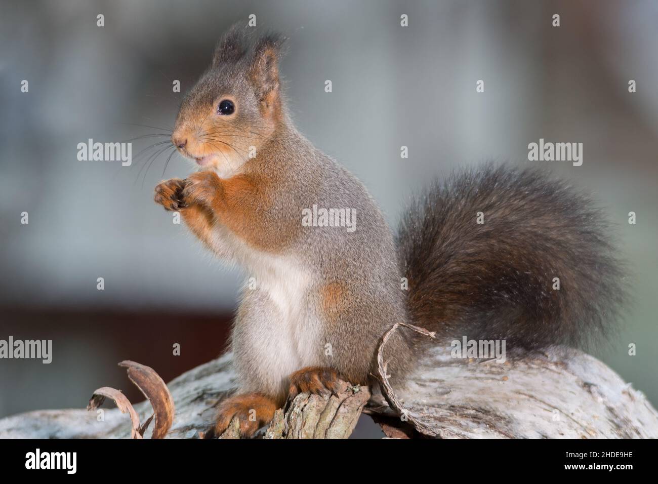 On the back legs hi-res stock photography and images - Alamy