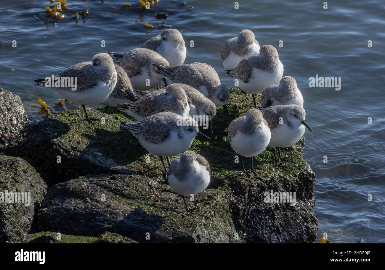 Group of Western sandpipers, Calidris mauri, on rock at high tide roost ...