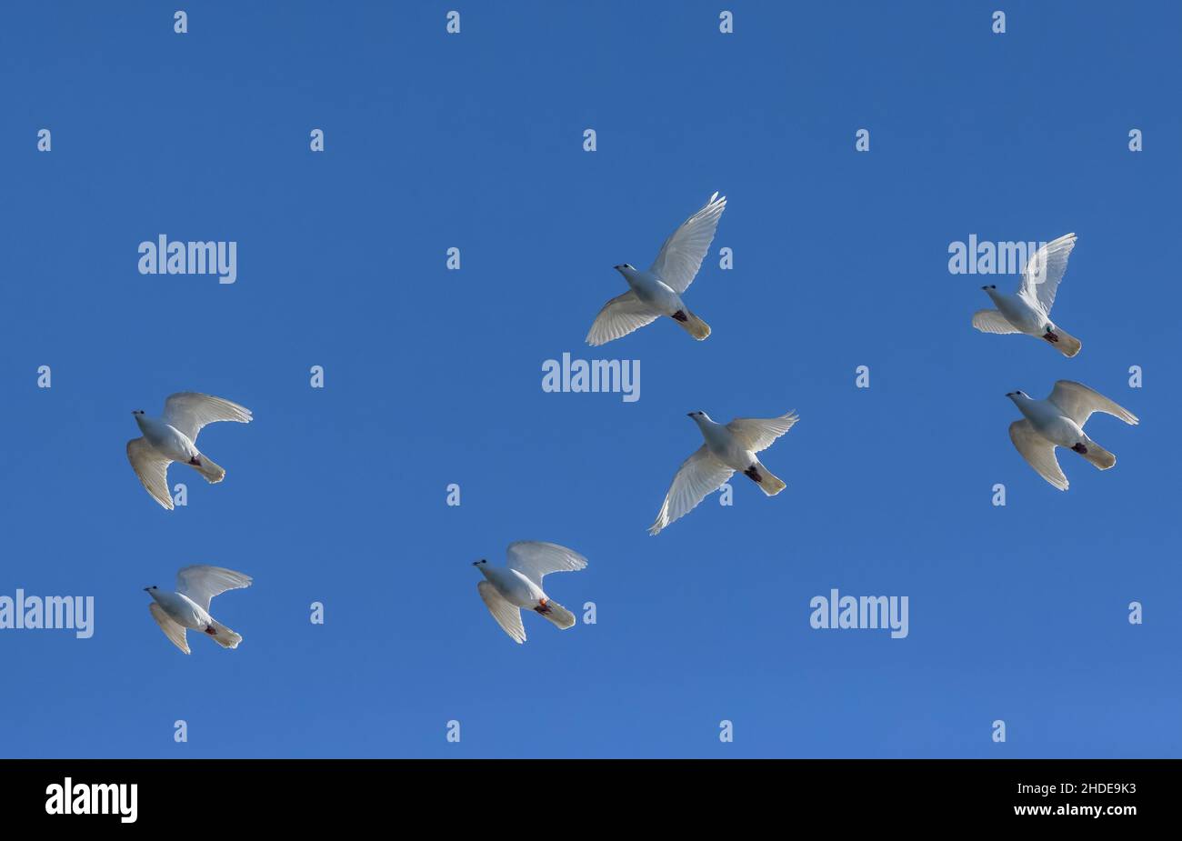 Flock of White Doves in flight. Symbolic of purity, peace, etc Stock ...