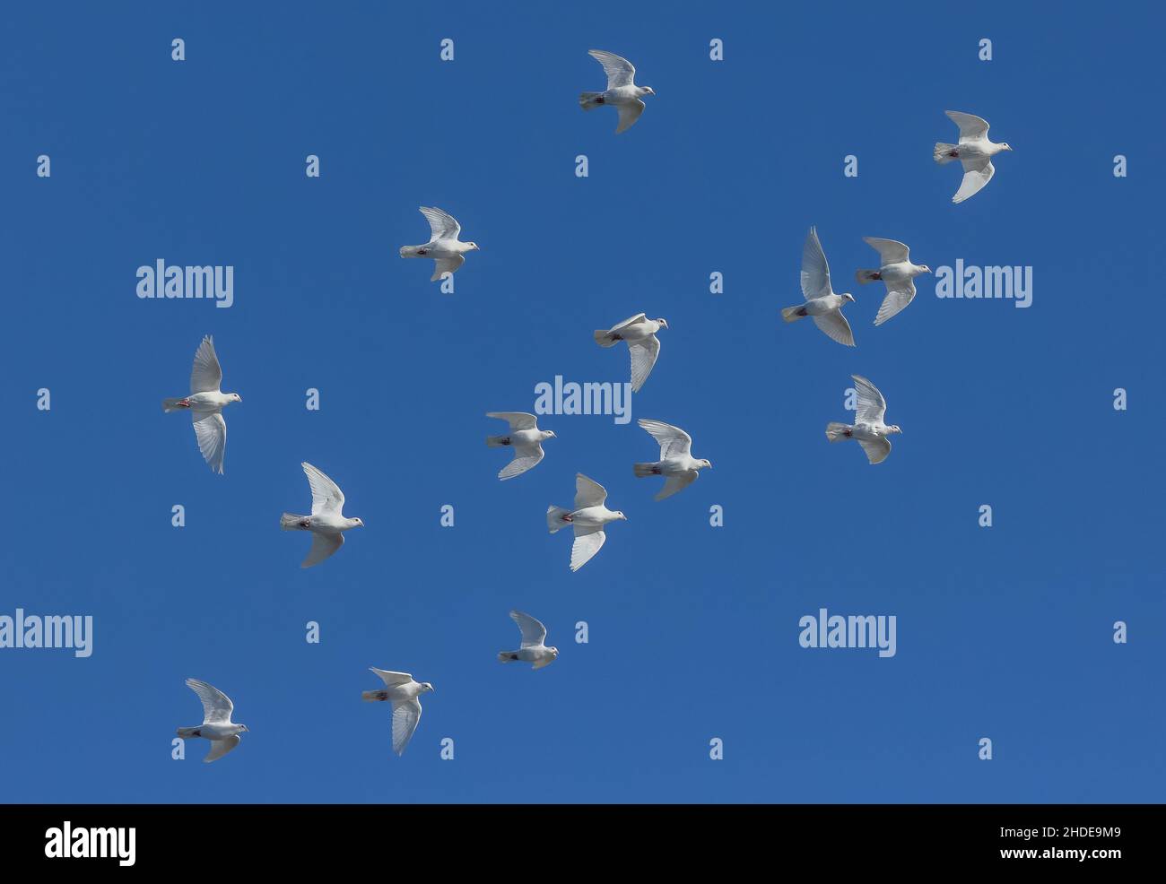 Flock of White Doves in flight. Symbolic of purity, peace, etc Stock ...