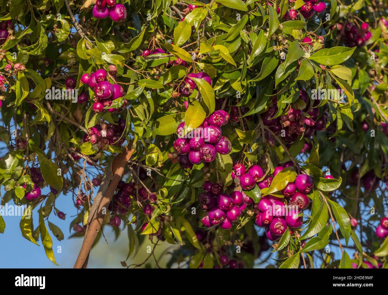 Fruits of Lilly pilly tree, Syzygium smithii Stock Photo - Alamy