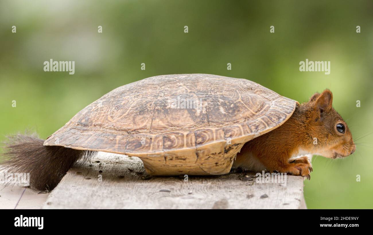 Fur like leaves hi-res stock photography and images - Alamy