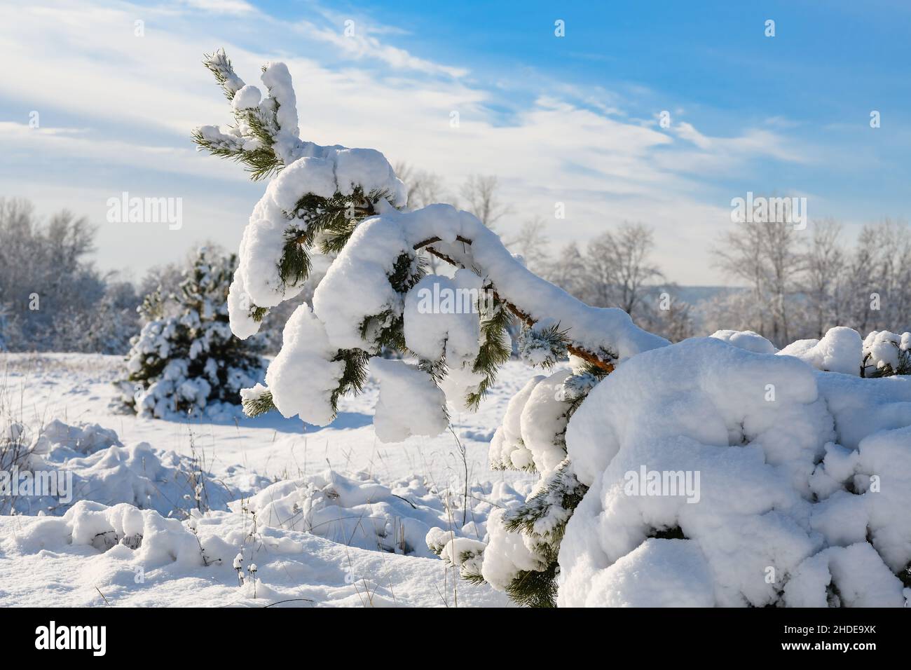 Pine tree bent under weight of snow. Sunny winter day after snowfall ...