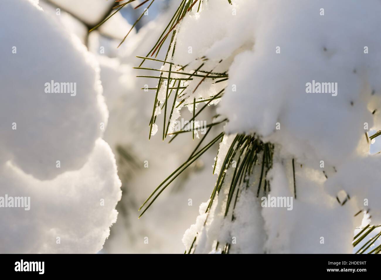 Close-up of a pine needles covered with fluffy snow Stock Photo - Alamy