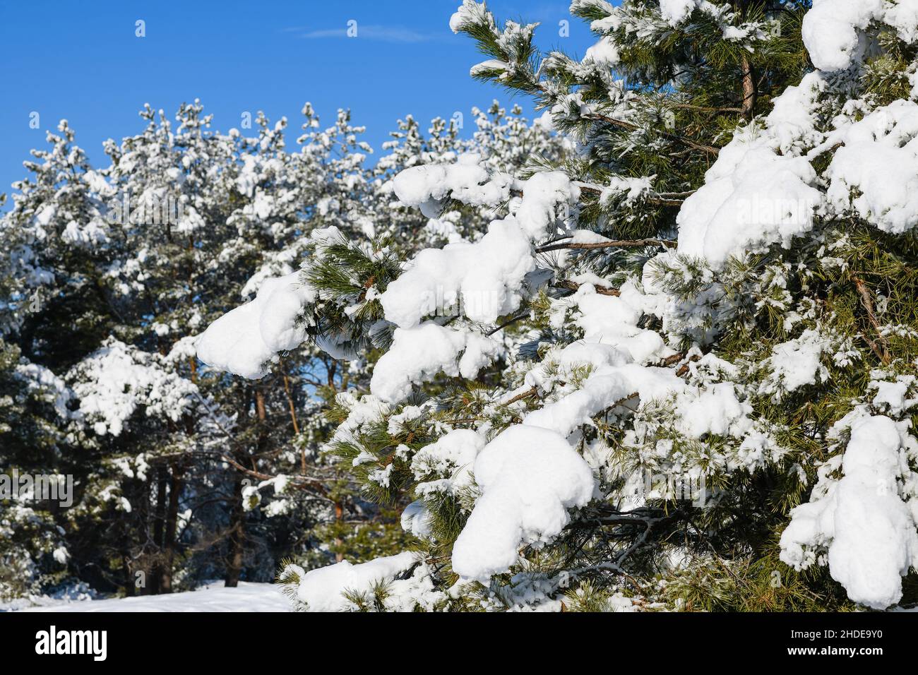 The branches of pine trees are bent under the weight of the snow. The ...