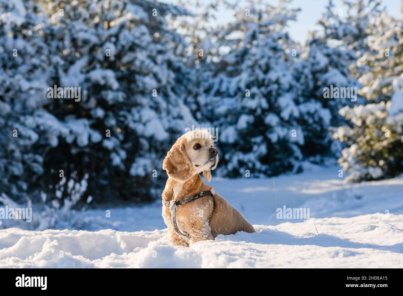 American cocker spaniel trees hi-res stock photography and images - Alamy