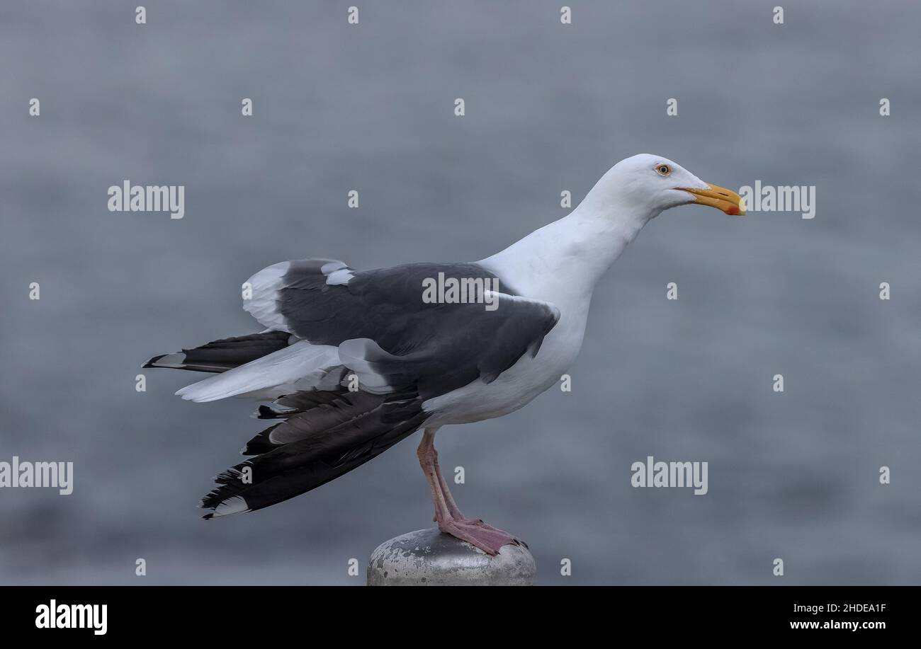 Western gull, Larus occidentalis, on post, stretching and preening ...