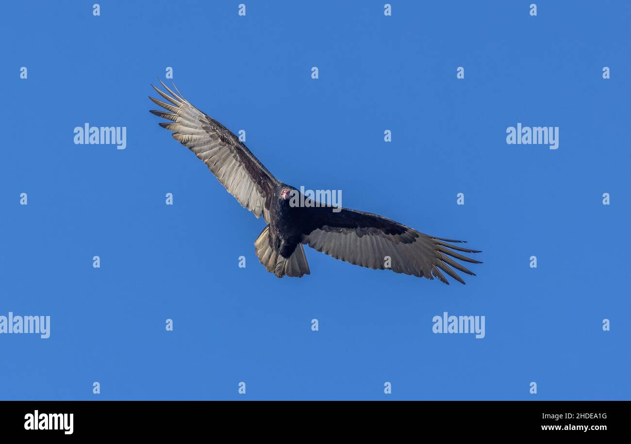 Western turkey vulture hi-res stock photography and images - Alamy