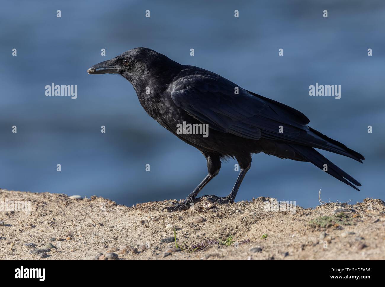 Crow perched on rock hi-res stock photography and images - Alamy