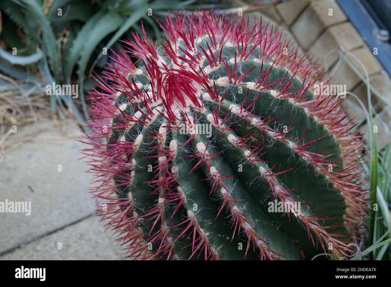 Mexican fire cactus hi-res stock photography and images - Alamy