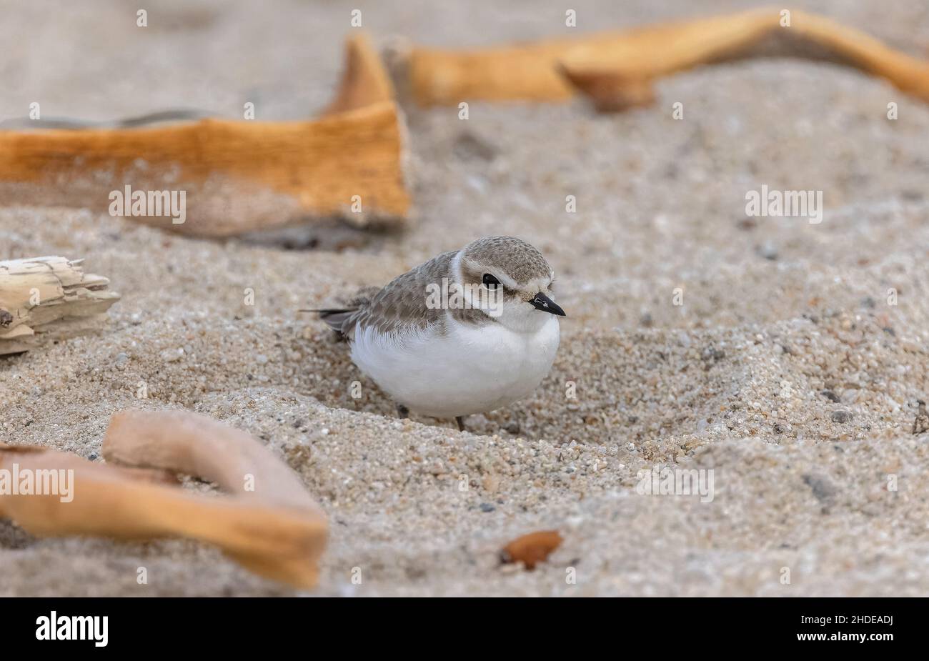 Snowy plover, Charadrius nivosus, winter coastal overnight roost on ...