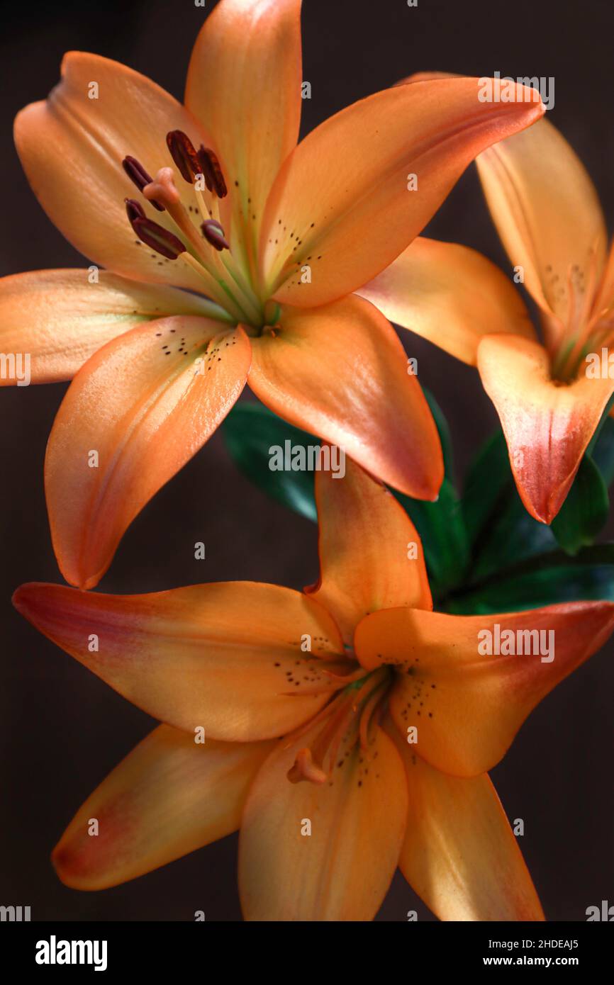 Beautiful orange wallpapers hi-res stock photography and images - Alamy
