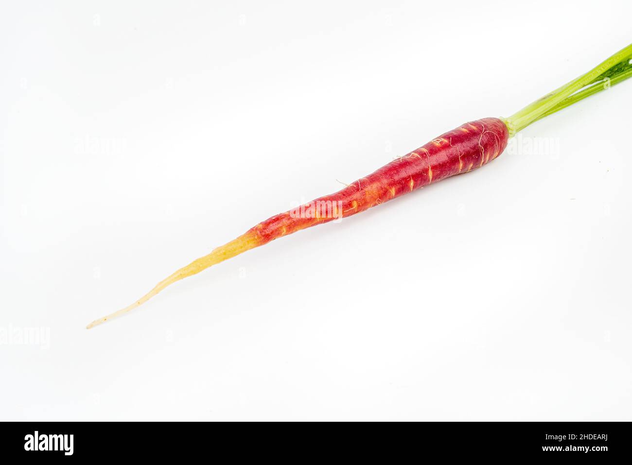Freshly harvested mini red carrots on isolated white background Stock ...