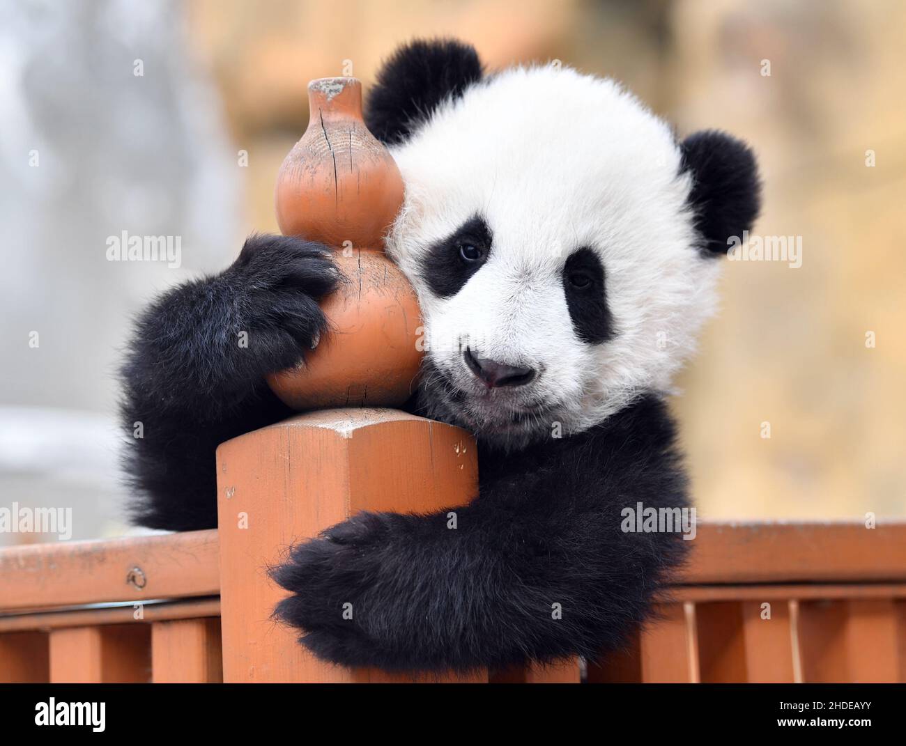 Giant panda qinling china hi-res stock photography and images - Alamy