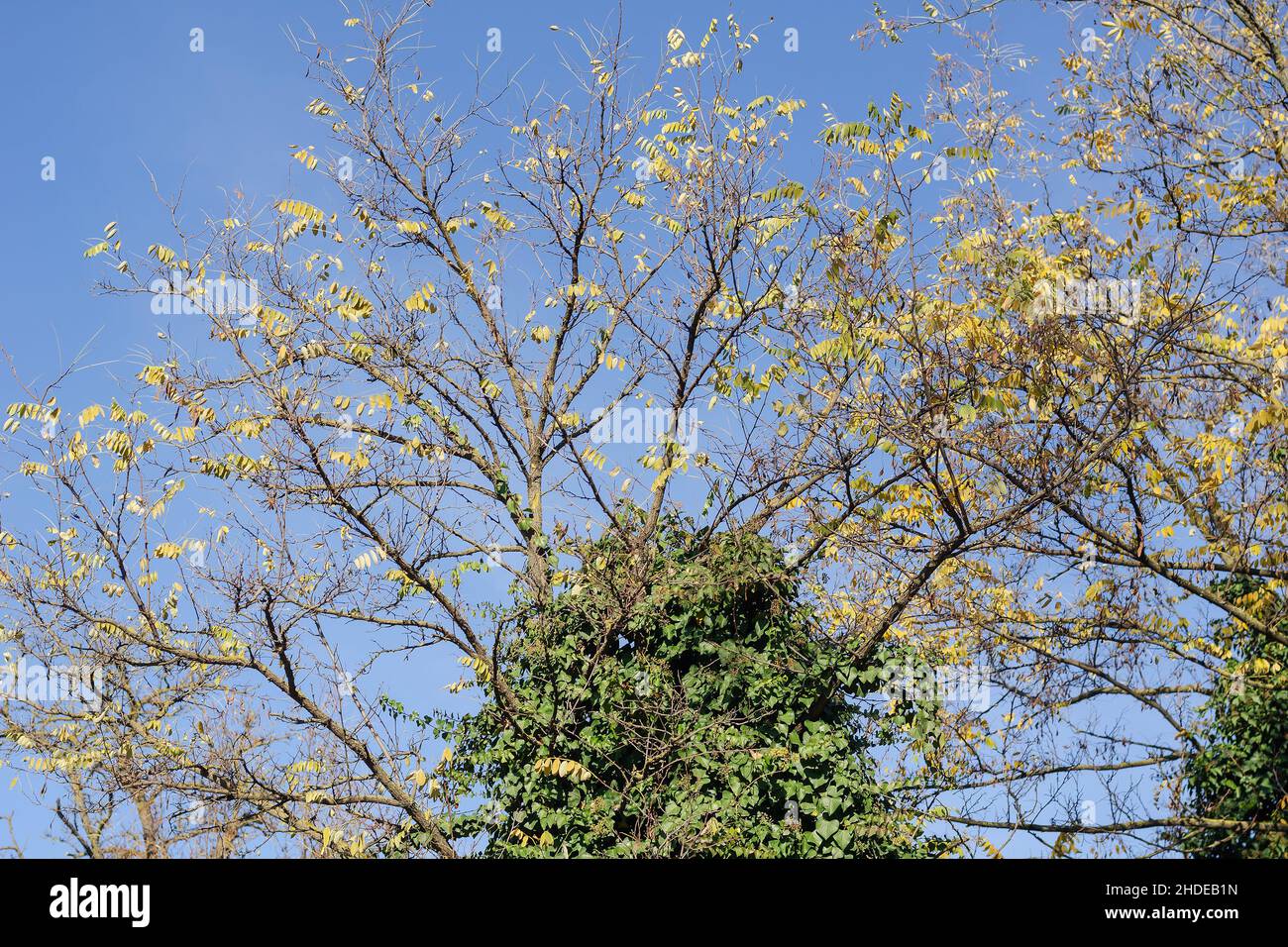 Braided trunk hi-res stock photography and images - Alamy