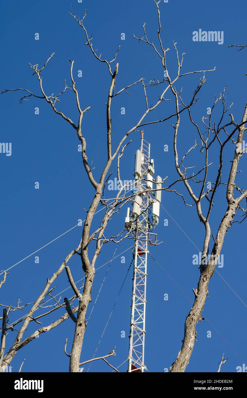 Leafless sycamore tree hi-res stock photography and images - Alamy
