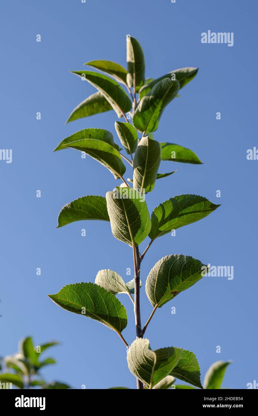 A thin branch of a tree with green leaves against the blue sky. The ...