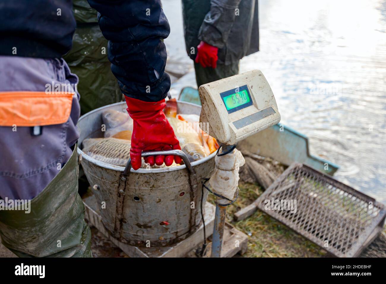 Weighing pile of sorted crap fish placed in metal bucket on digital ...