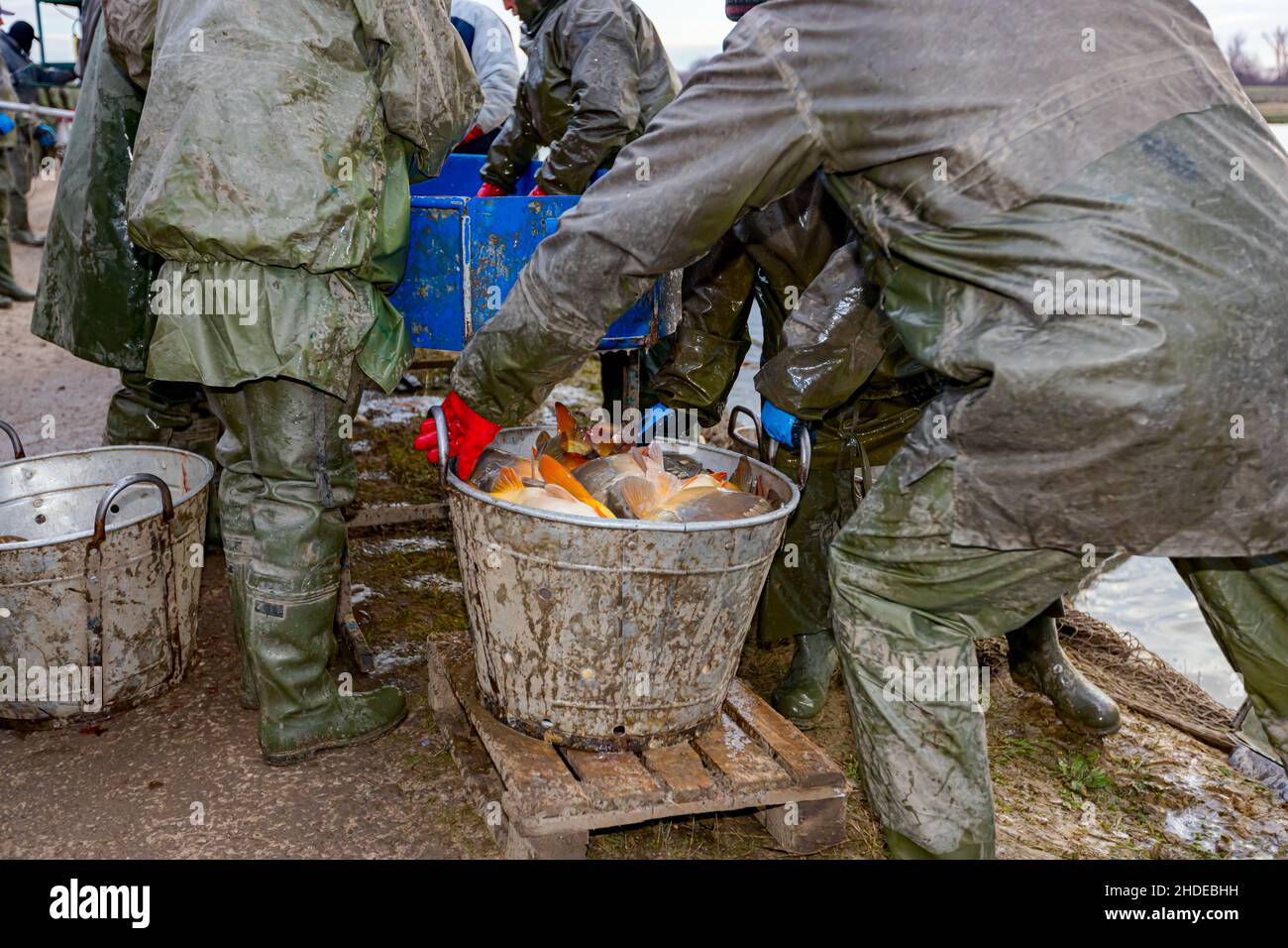 Pile of sorted crap fish placed in metal bucket ready for transport to ...
