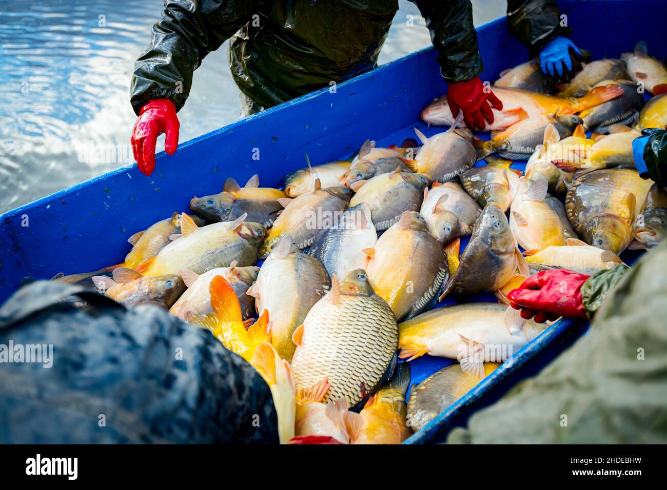 Team of workers, fishers in resistant suit at classification table are ...