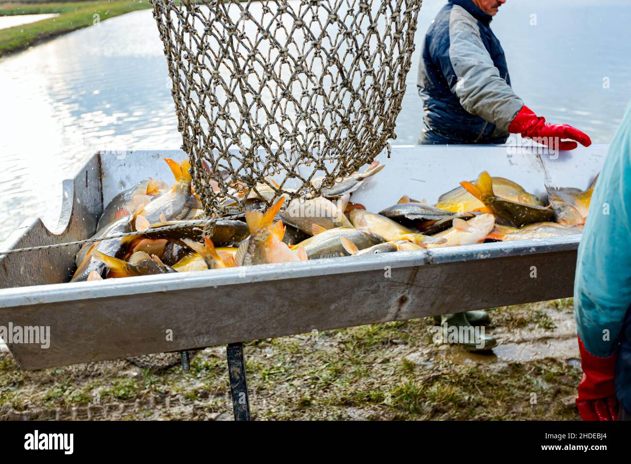 Pulling out full fishing scoop with crap from fishpond for ...