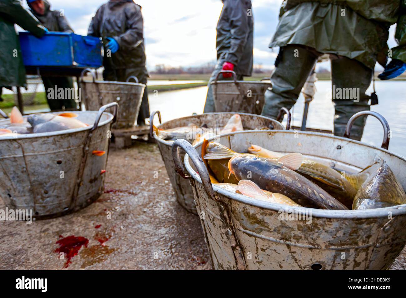 Pile of sorted crap fish placed in metal bucket ready for transport to ...