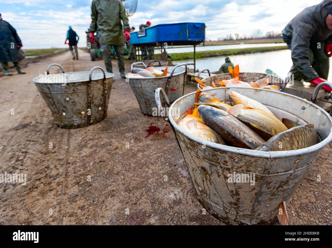 Pile of sorted crap fish placed in metal bucket ready for transport to ...