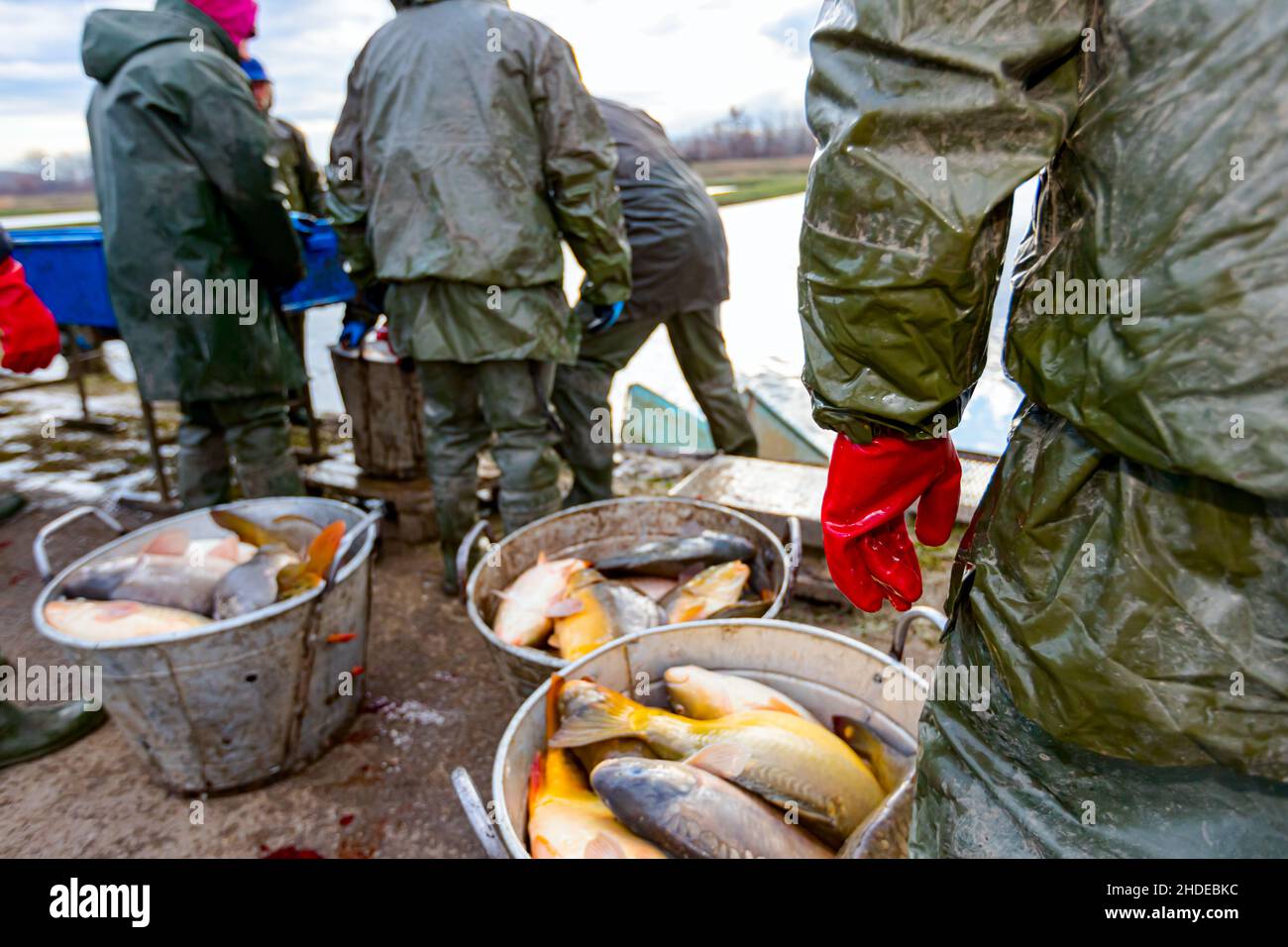 Pile of sorted crap fish placed in metal bucket ready for transport to ...