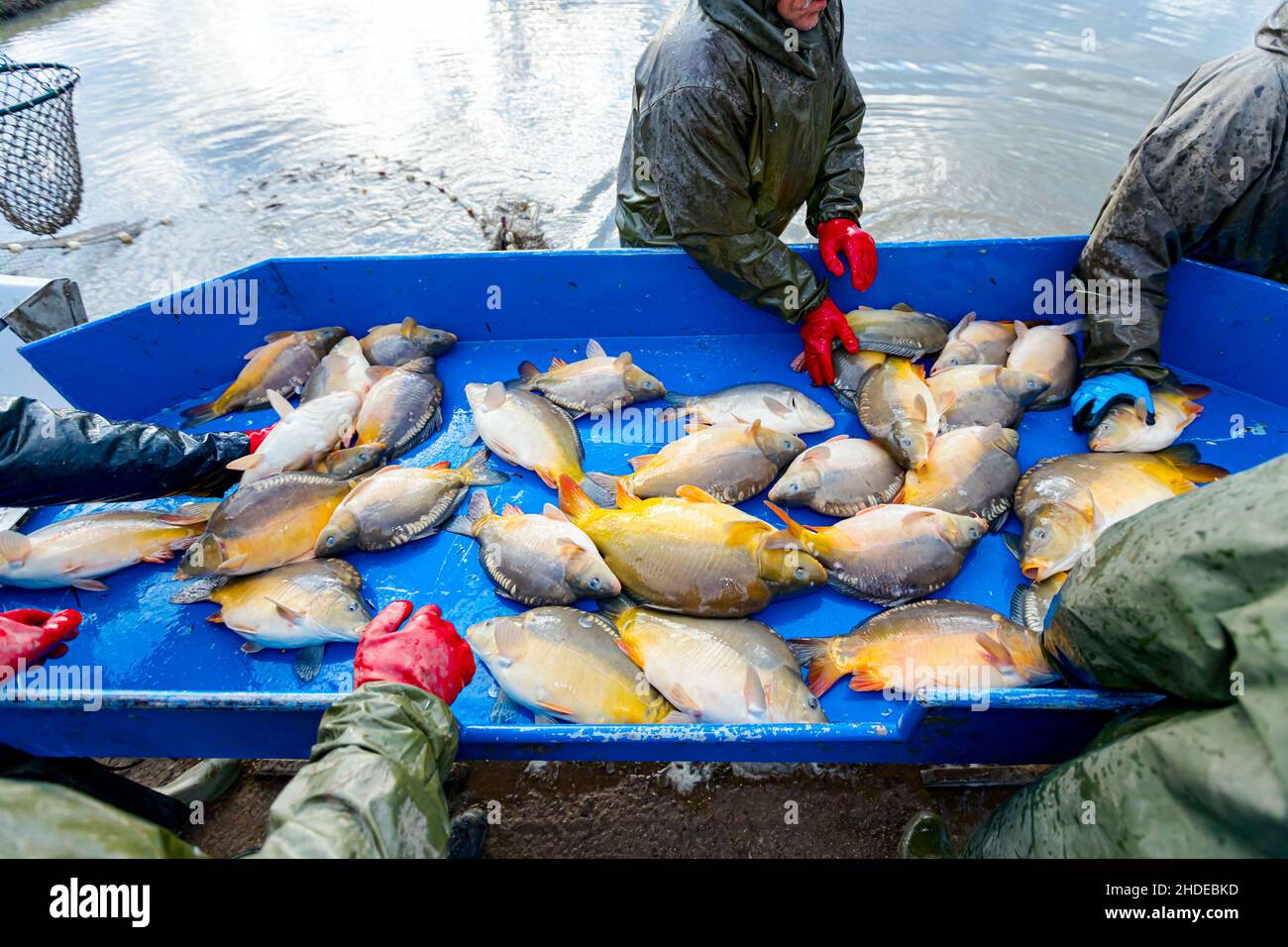 Team of workers, fishers in resistant suit at classification table are ...